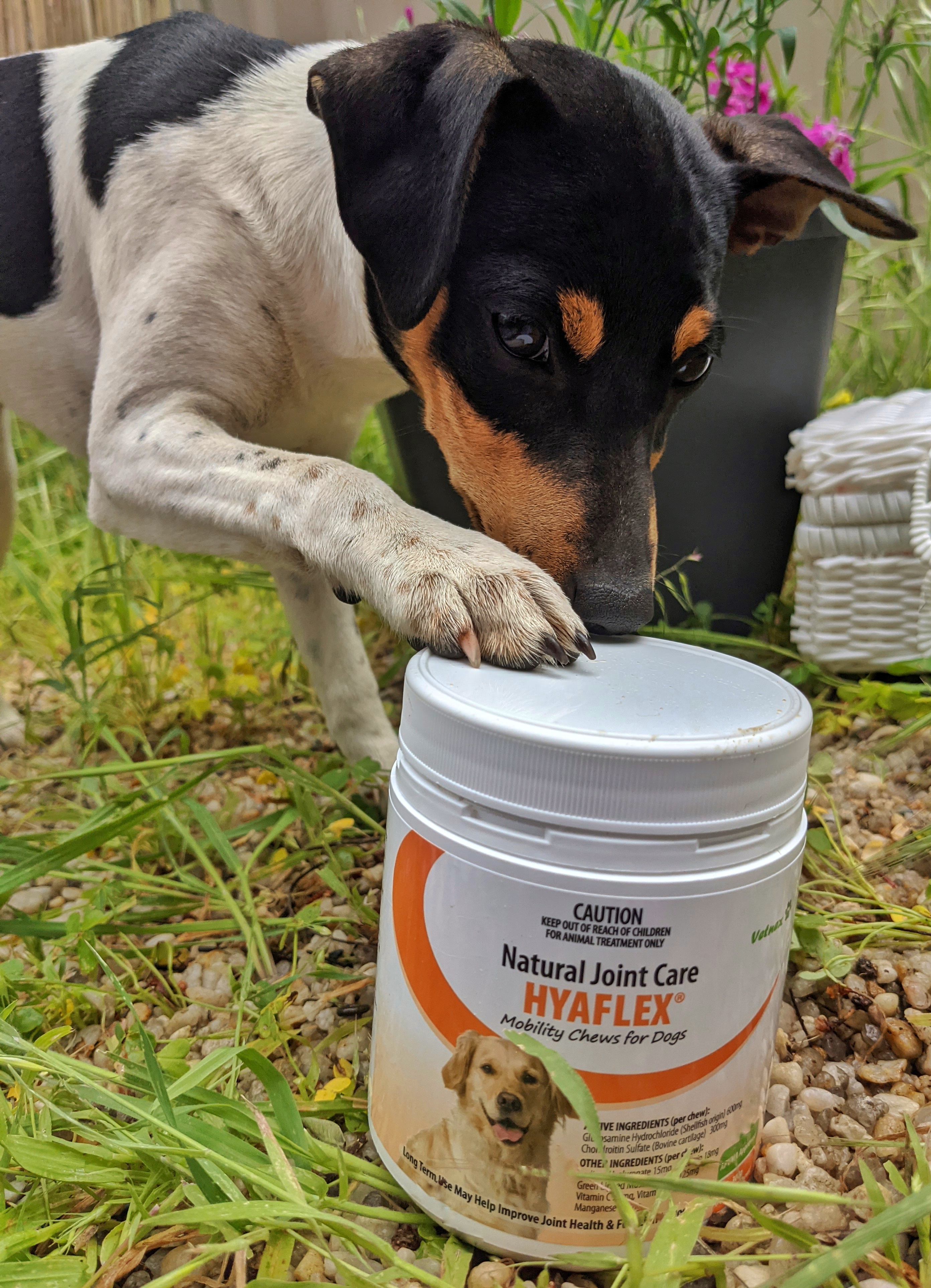 Home Page - Vetnex natural animal care products